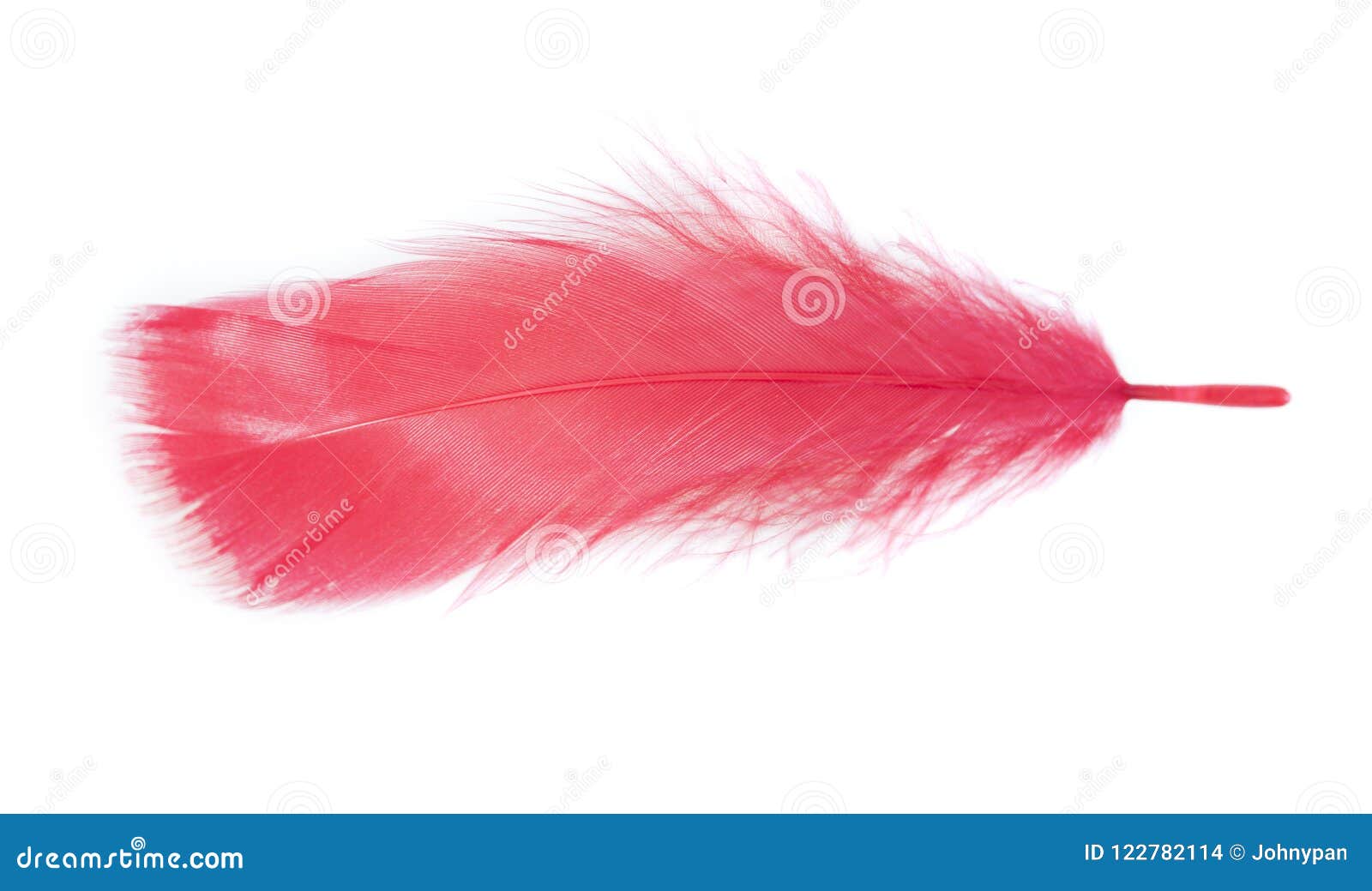 Red bird feather isolated stock photo. Image of animal - 122782114