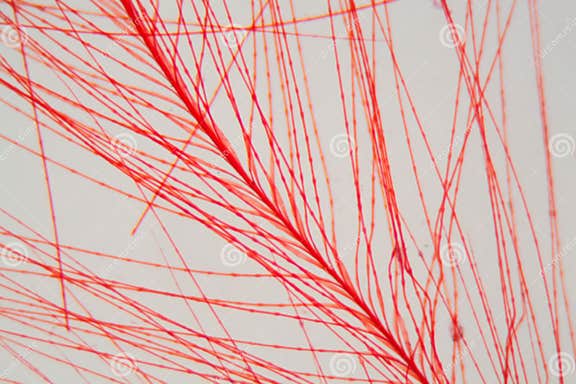Red Bird Feather Under the Microscope Stock Photo - Image of microscope ...