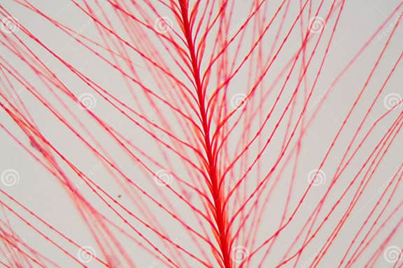 Red Bird Feather Under the Microscope Stock Image - Image of contour ...