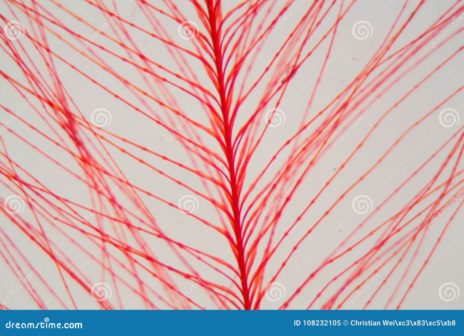 Red Bird Feather Under the Microscope Stock Image - Image of ...