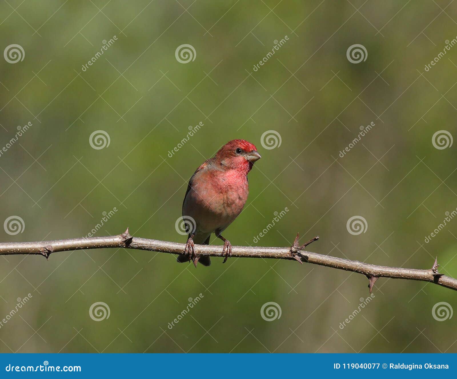 Red bird in the forest stock image. Image of wildlife - 119040077