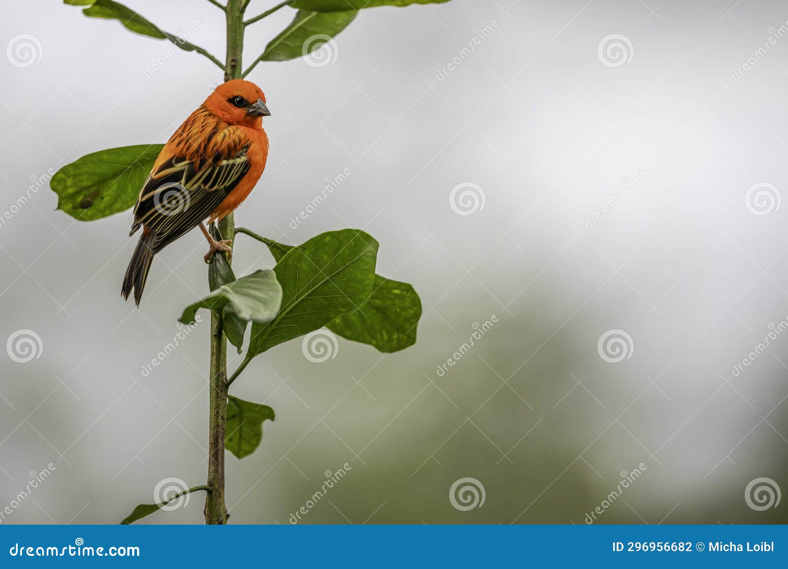 Red Bird on a Green Branch Looking in Camera Stock Photo - Image of ...