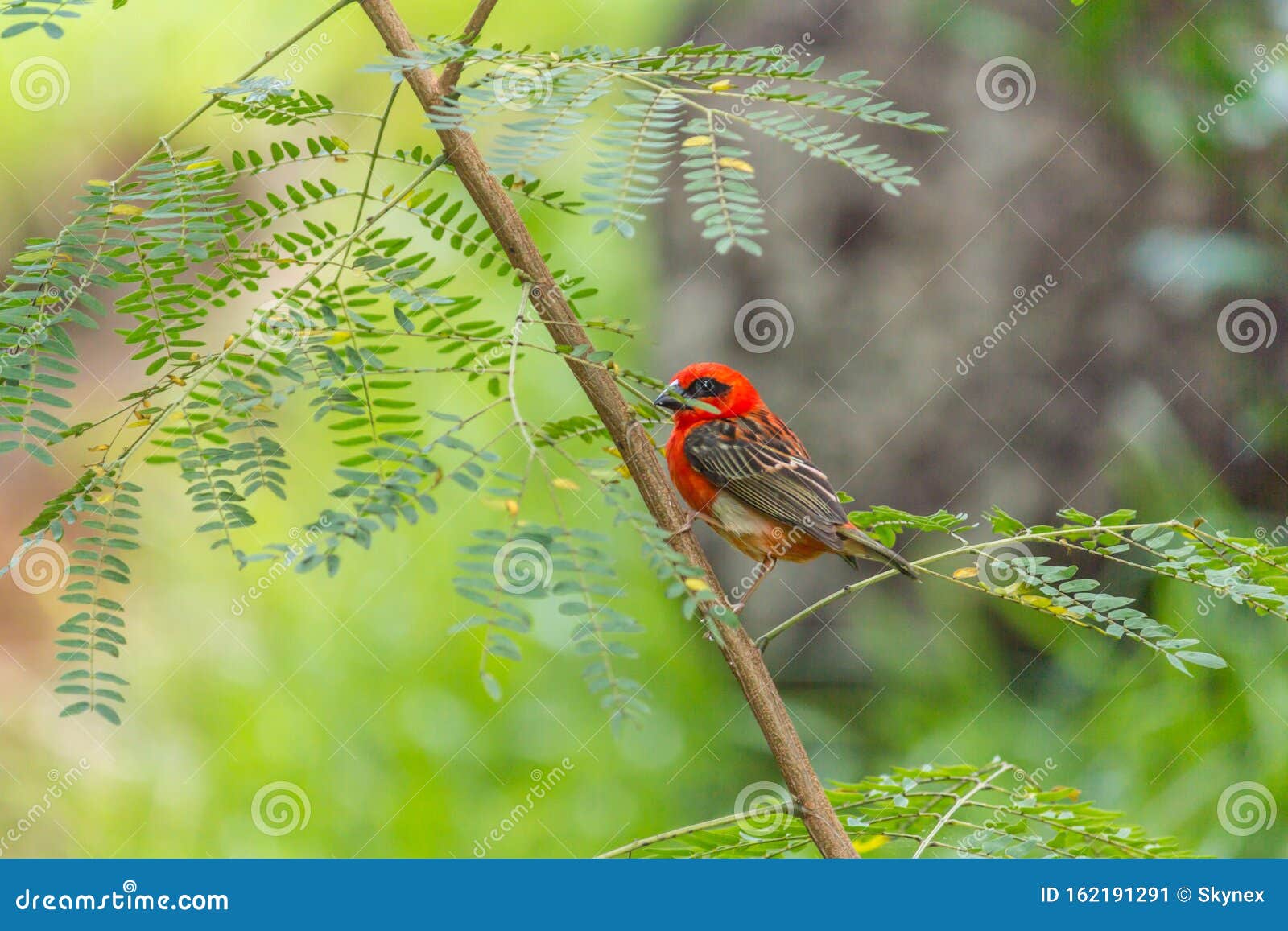 Red Bird on a Green Tree, Seychelles Stock Image - Image of perch ...