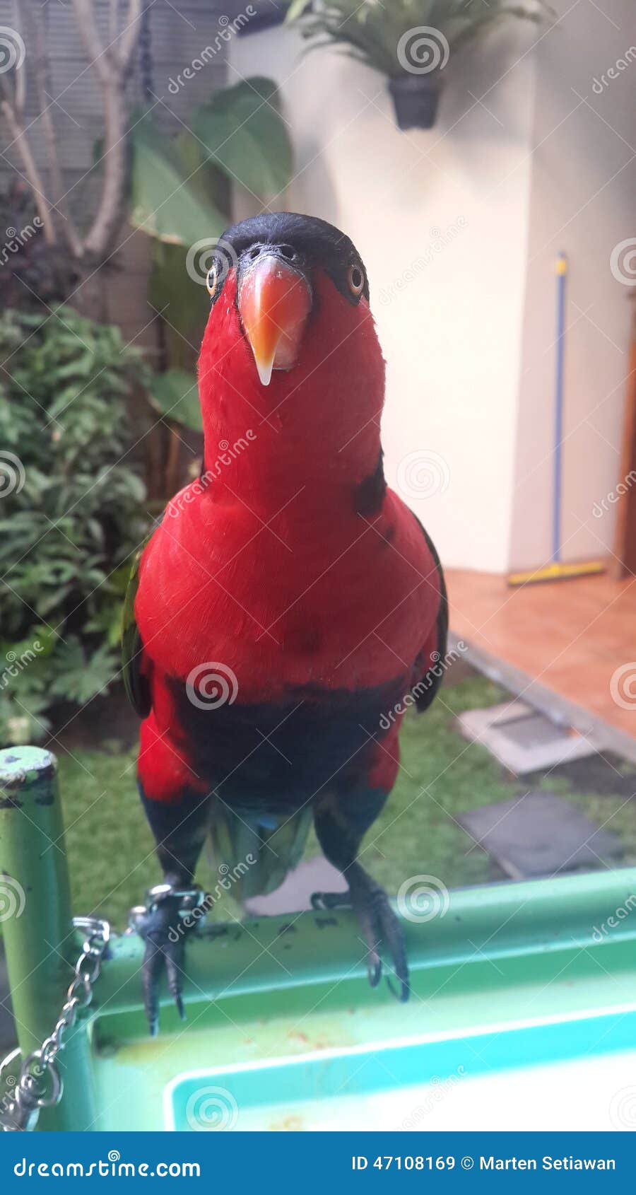 Red bird stock image. Image of home, beauty, nature, bird - 47108169