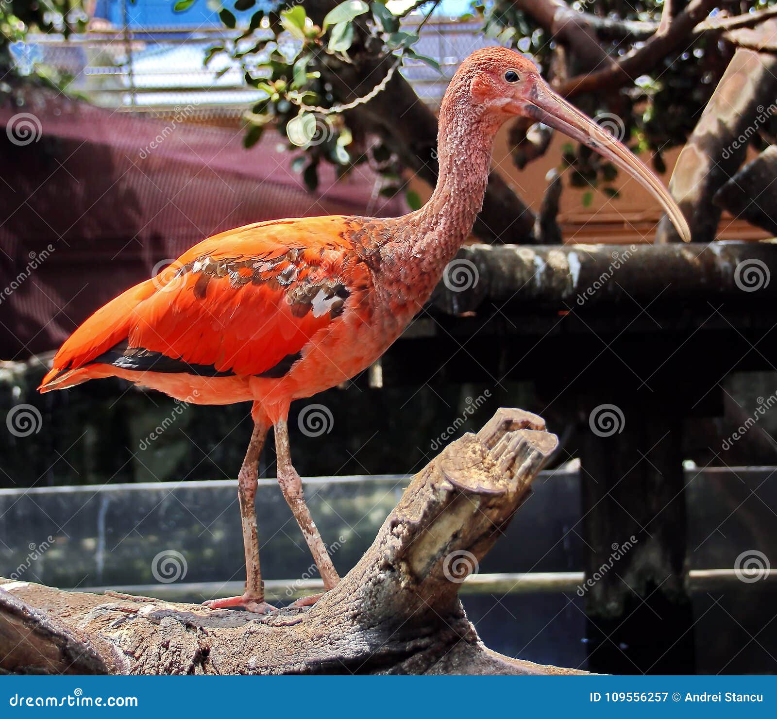 Red Ibis Bird stock image. Image of forest, bird, exotic - 109556257