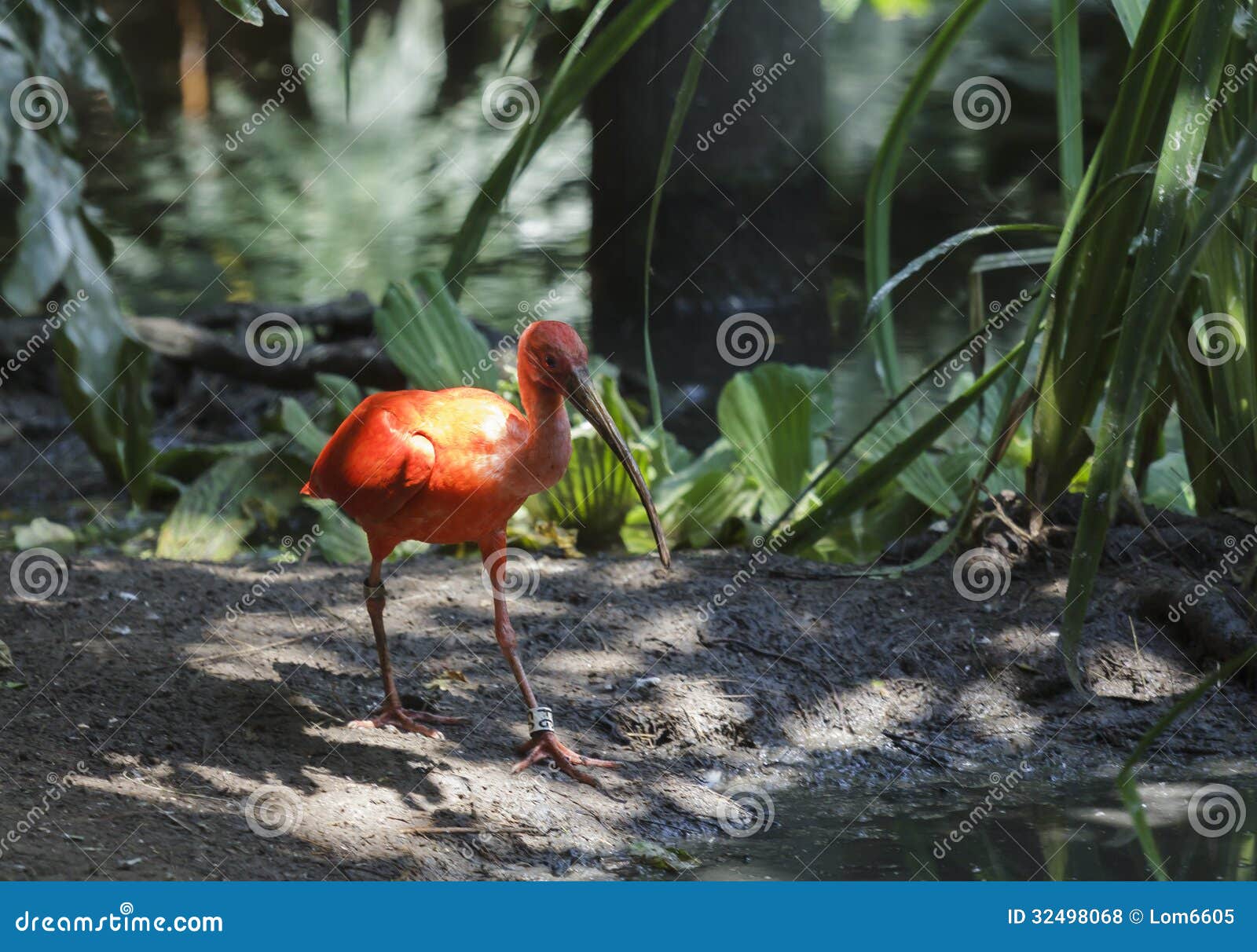 Red bird stock photo. Image of nature, exotic, creature - 32498068
