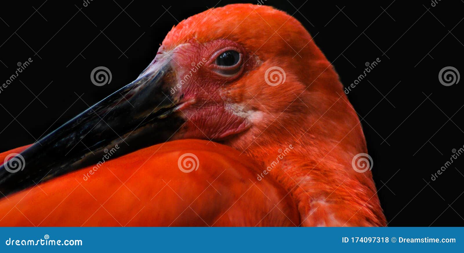 Red Bird portrait shoot stock photo. Image of shooting - 174097318
