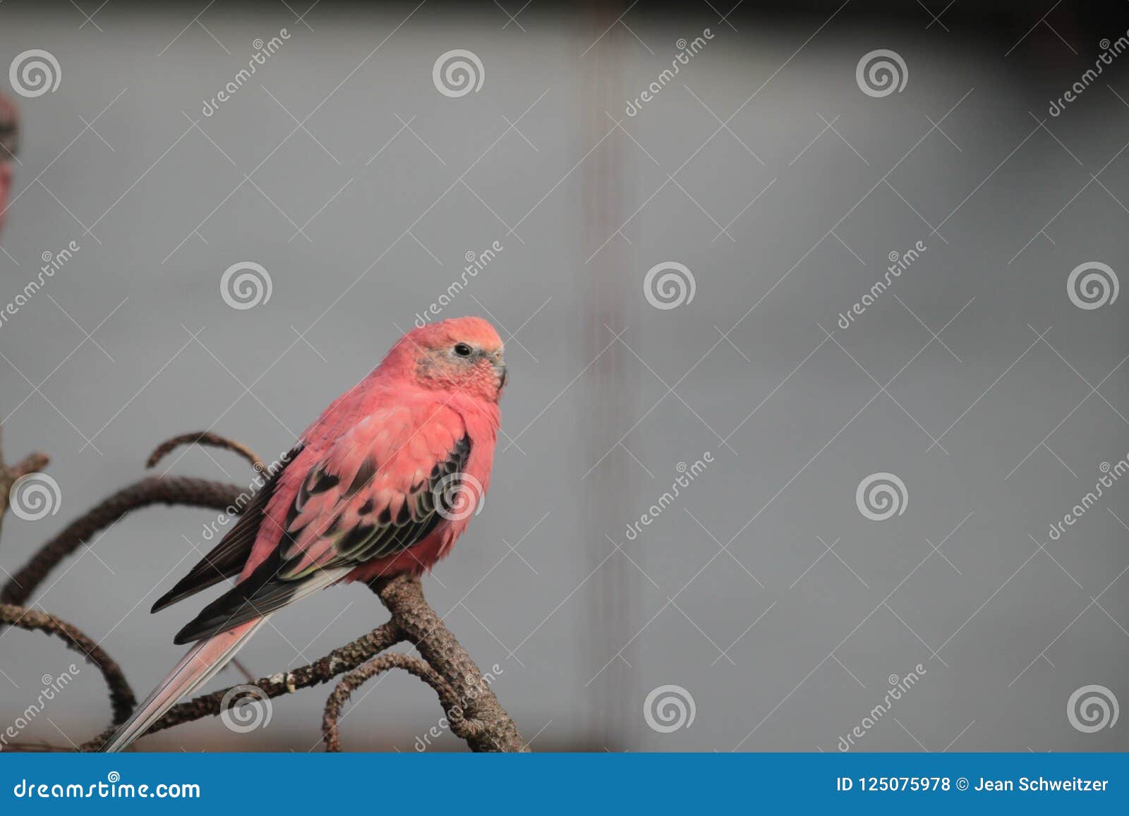 Red bird stock photo. Image of nature, bird, animal - 125075978