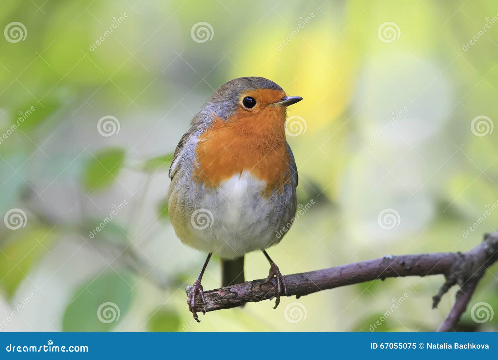 Red bird Robin stock image. Image of sitting, feather - 67055075