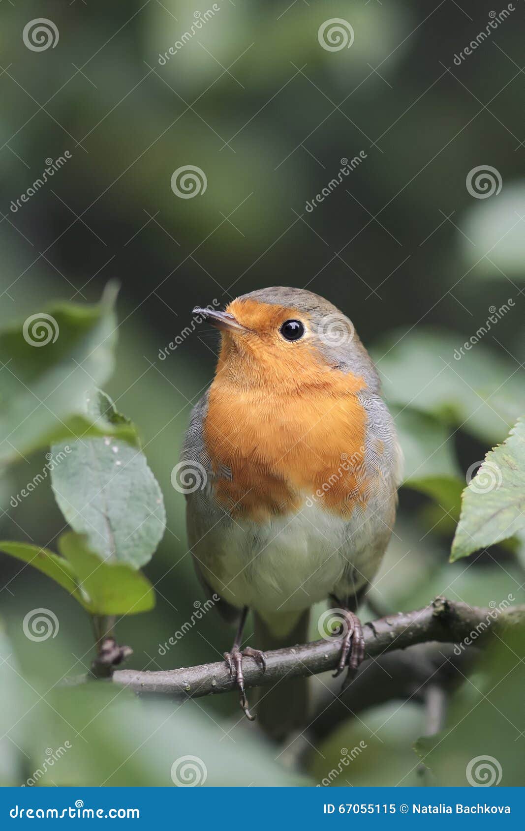 Red bird Robin stock image. Image of sweetheart, park - 67055115
