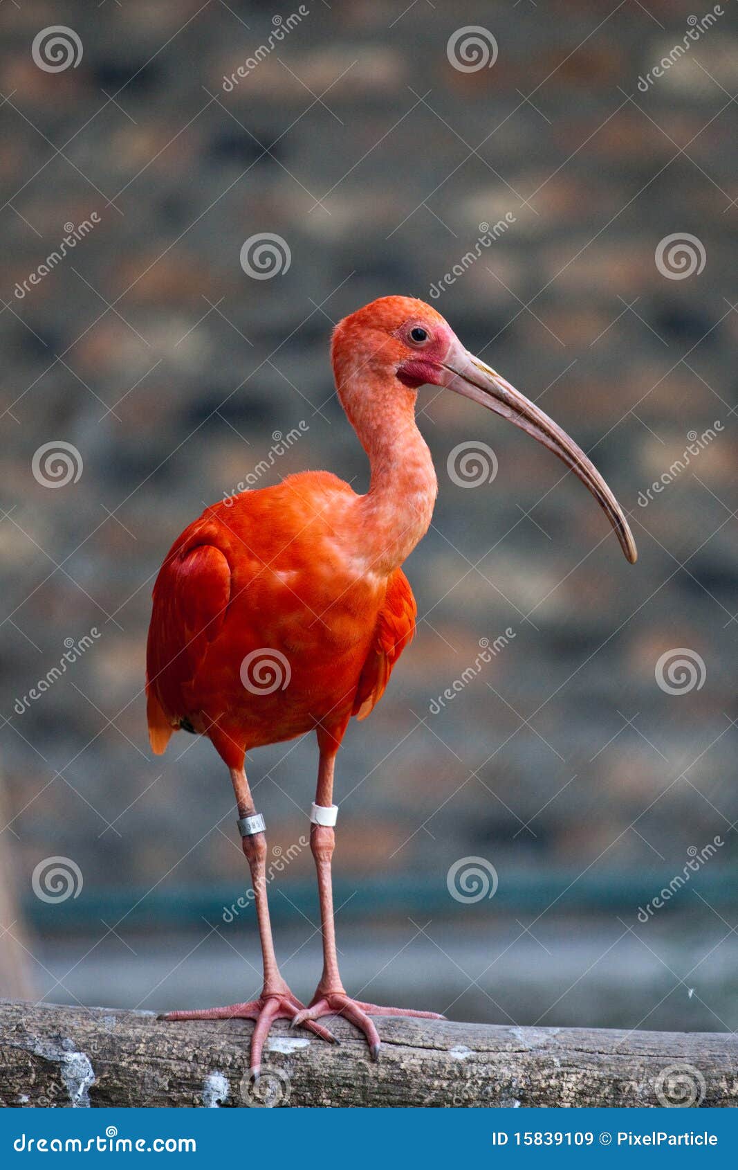 Red bird - Scarlet Ibis stock image. Image of animal - 15839109