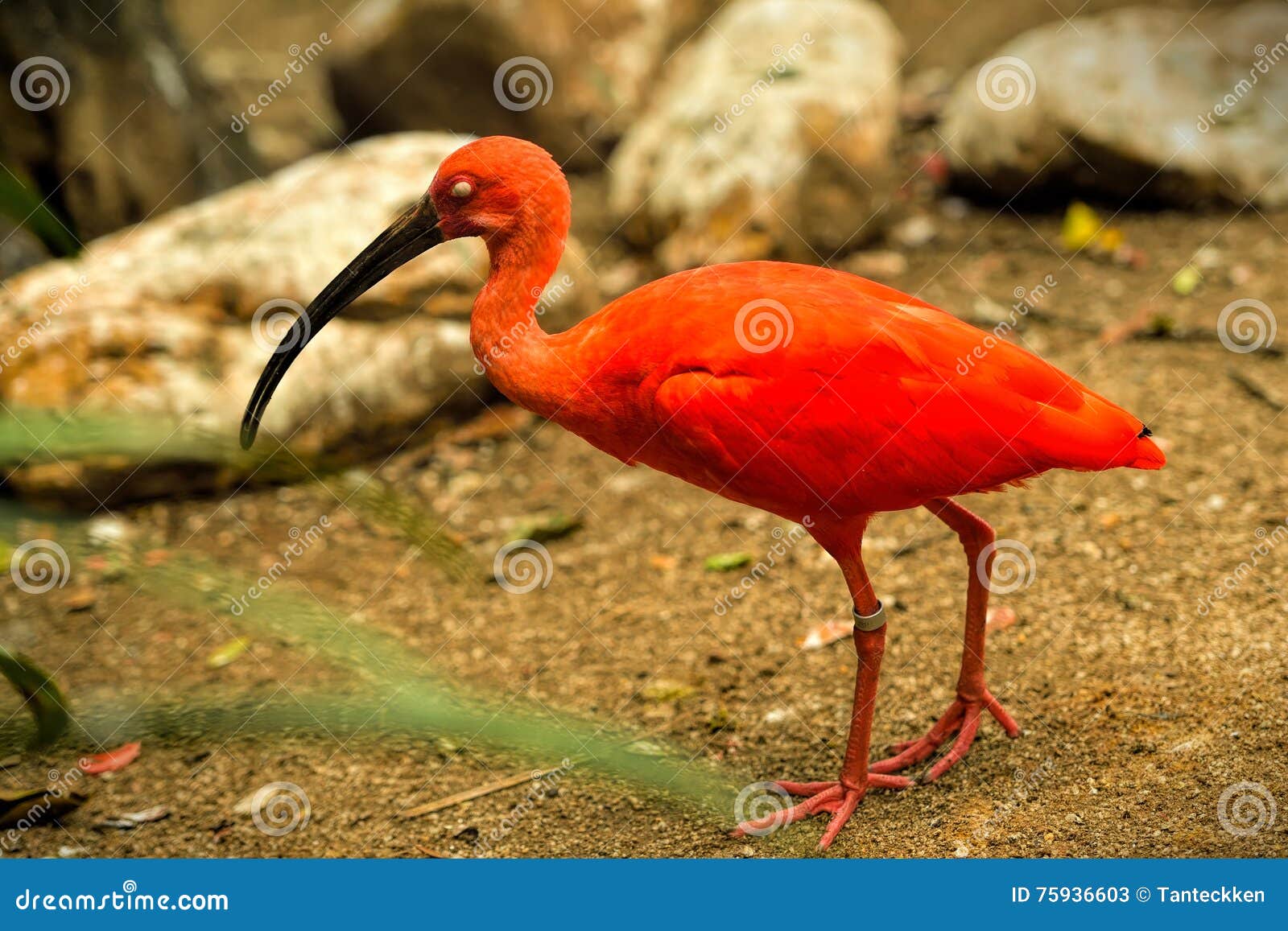Red bird scarlet ibis stock image. Image of beautiful - 75936603