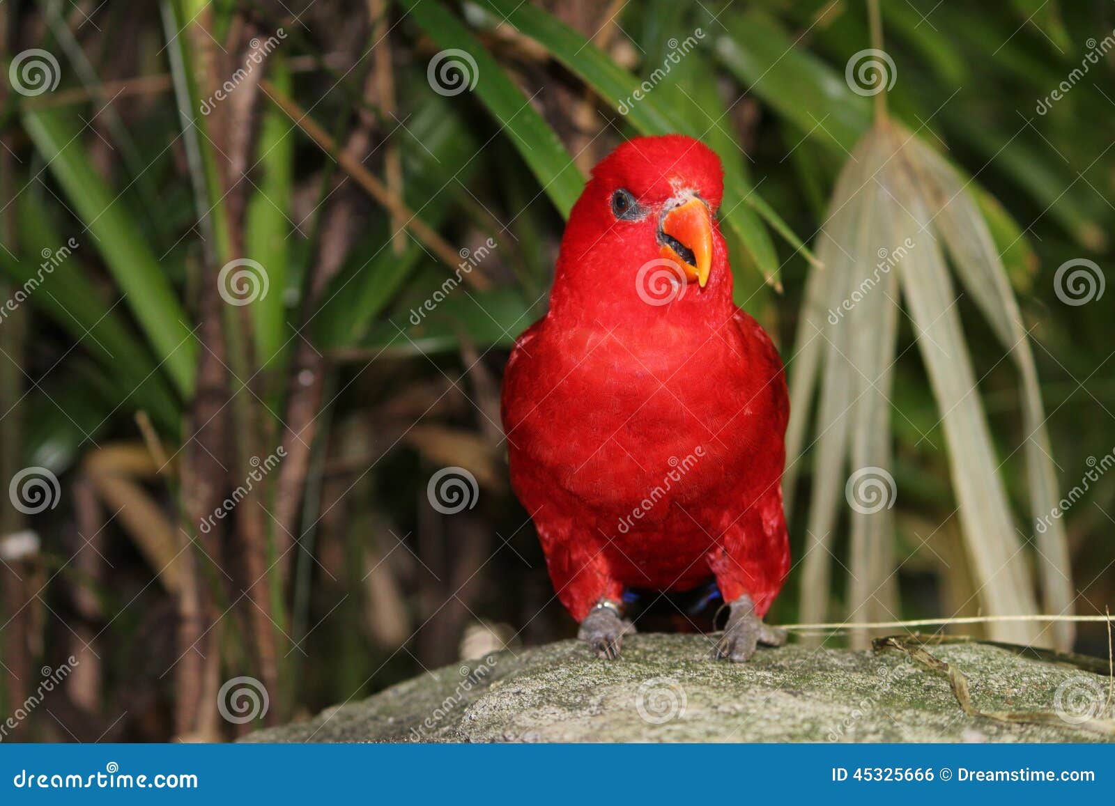 Red Lorikeet stock photo. Image of lorikeet, trees, rocks - 45325666