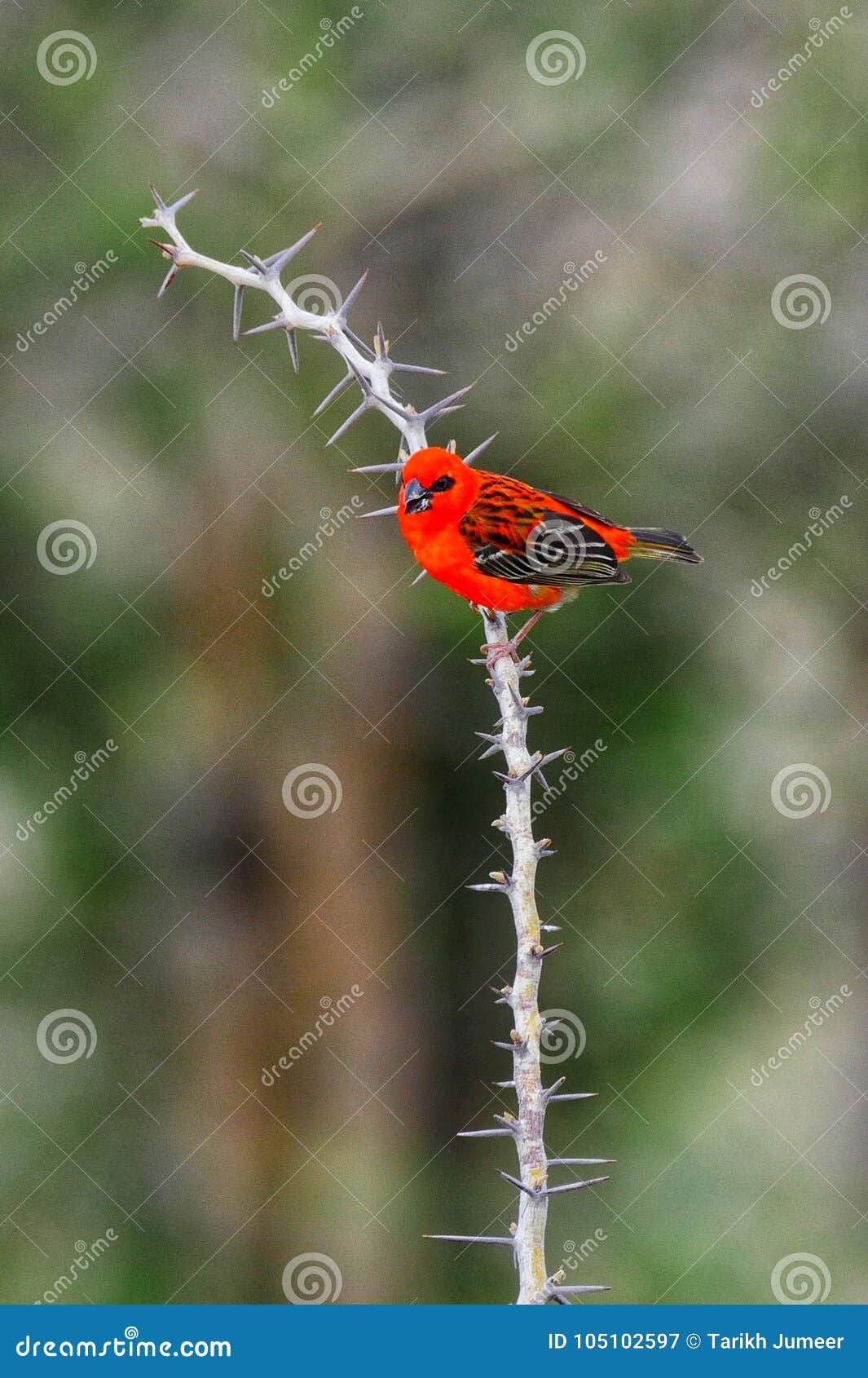 Red bird on spikes branch stock image. Image of bird - 105102597