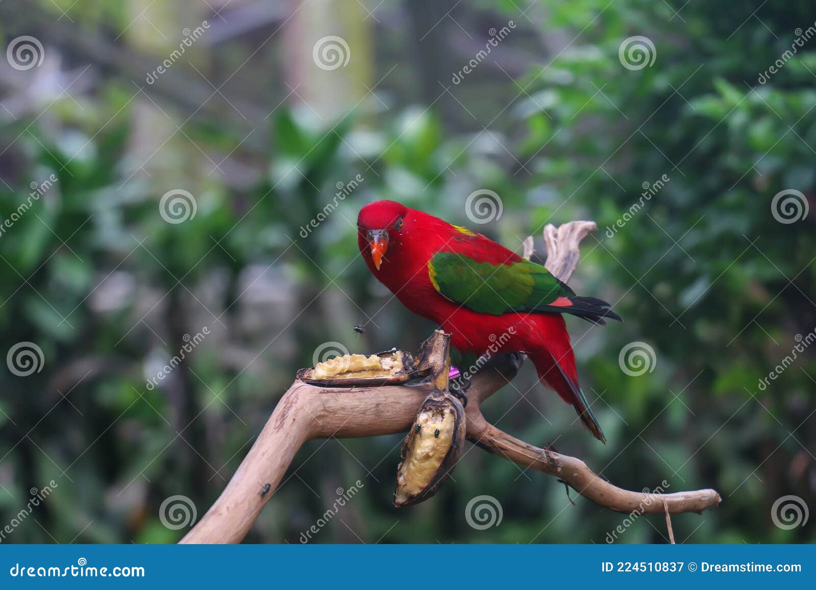 Red bird stock image. Image of bird, staring, intently - 224510837