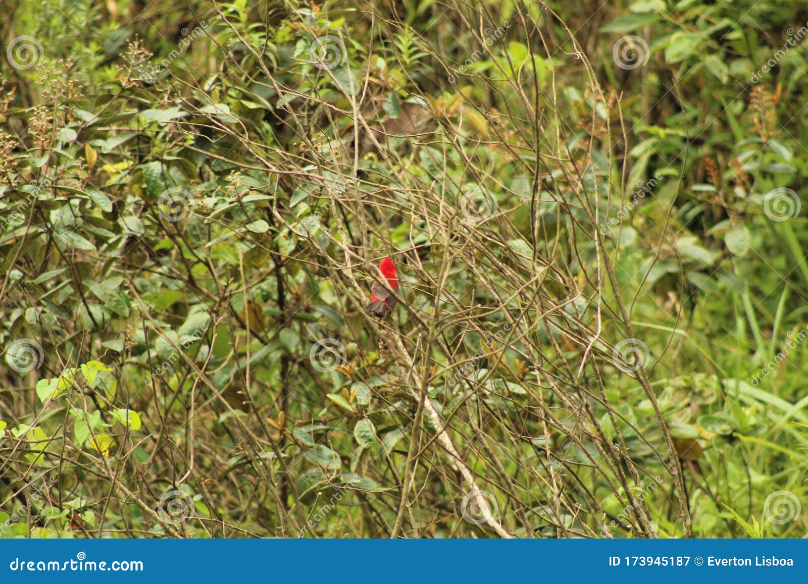 A red bird in the tree stock image. Image of iron, brazil - 173945187