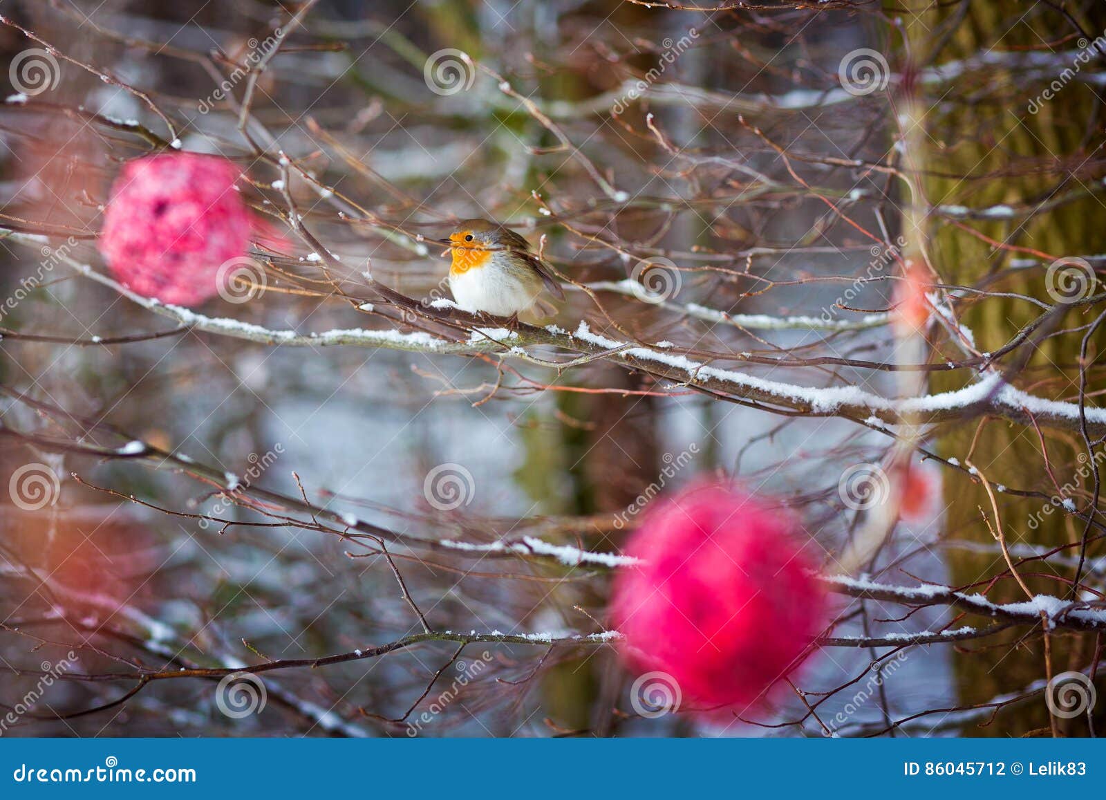 Red bird on tree stock photo. Image of rubecula, wild - 86045712