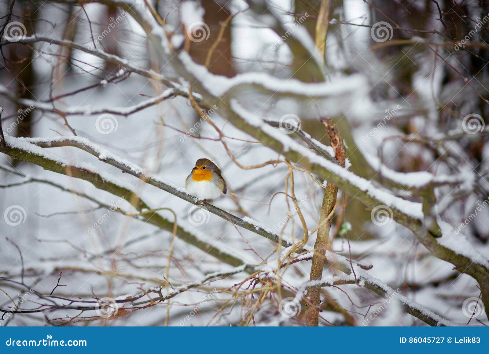 Red bird on tree stock image. Image of forest, animal - 86045727