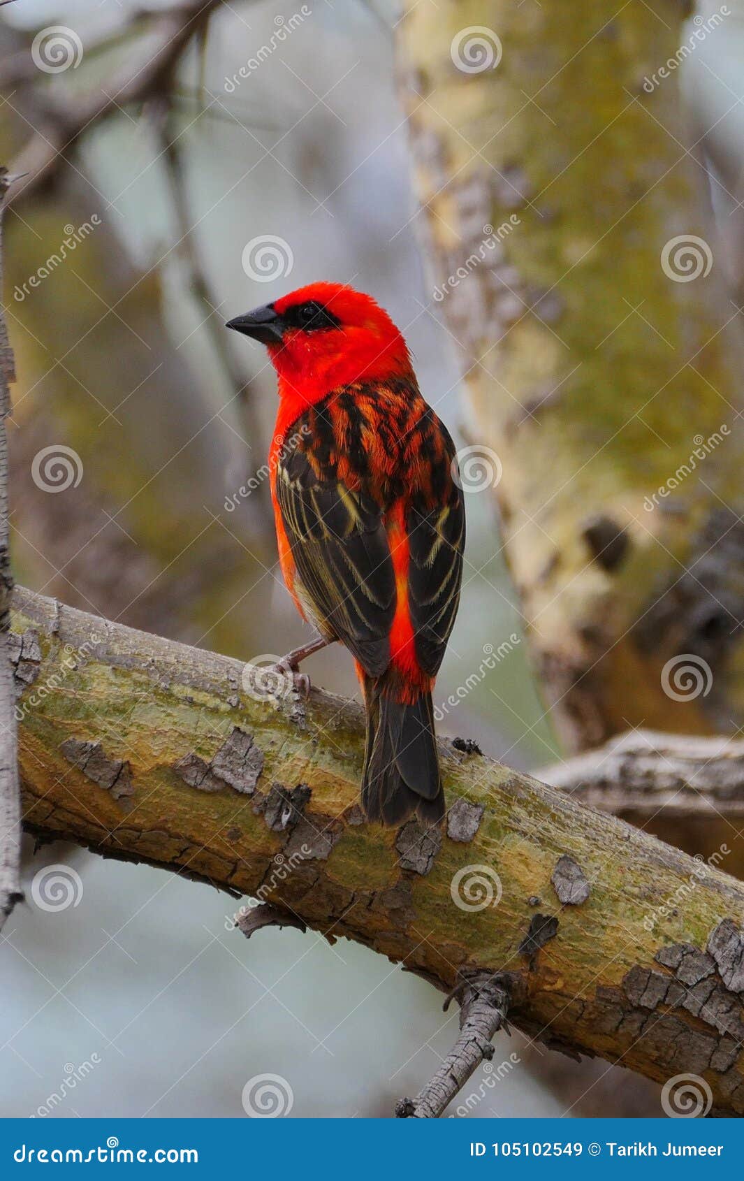 Red bird on tree branch stock image. Image of tropical - 105102549