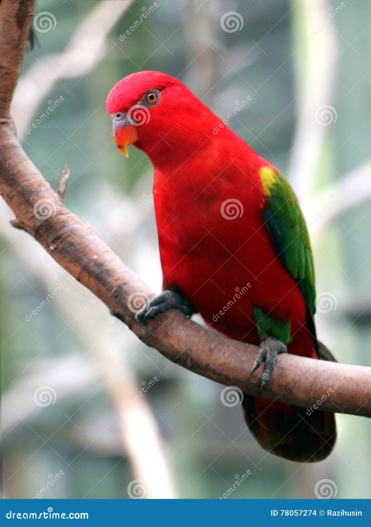 Red bird on a tree branch stock photo. Image of animal - 78057274