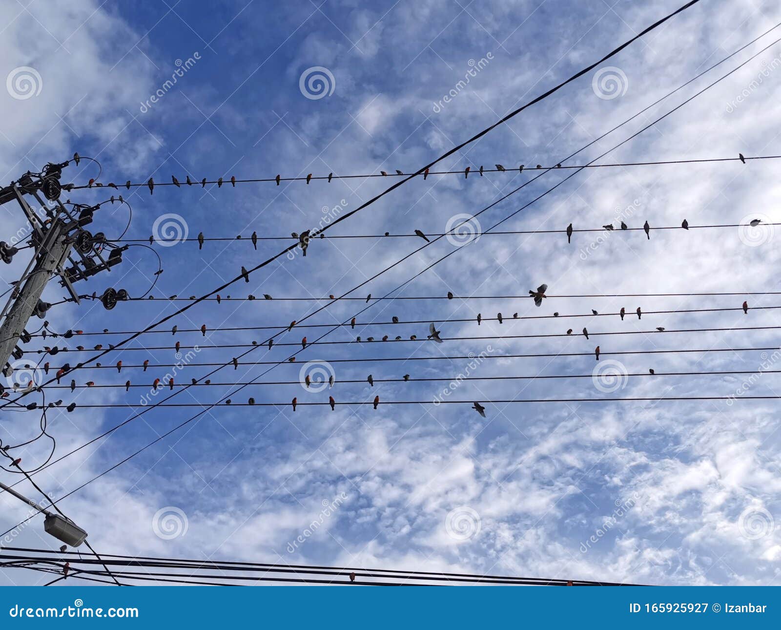 Red Birds on Electric Power Lines Stock Image - Image of colorful, bird ...