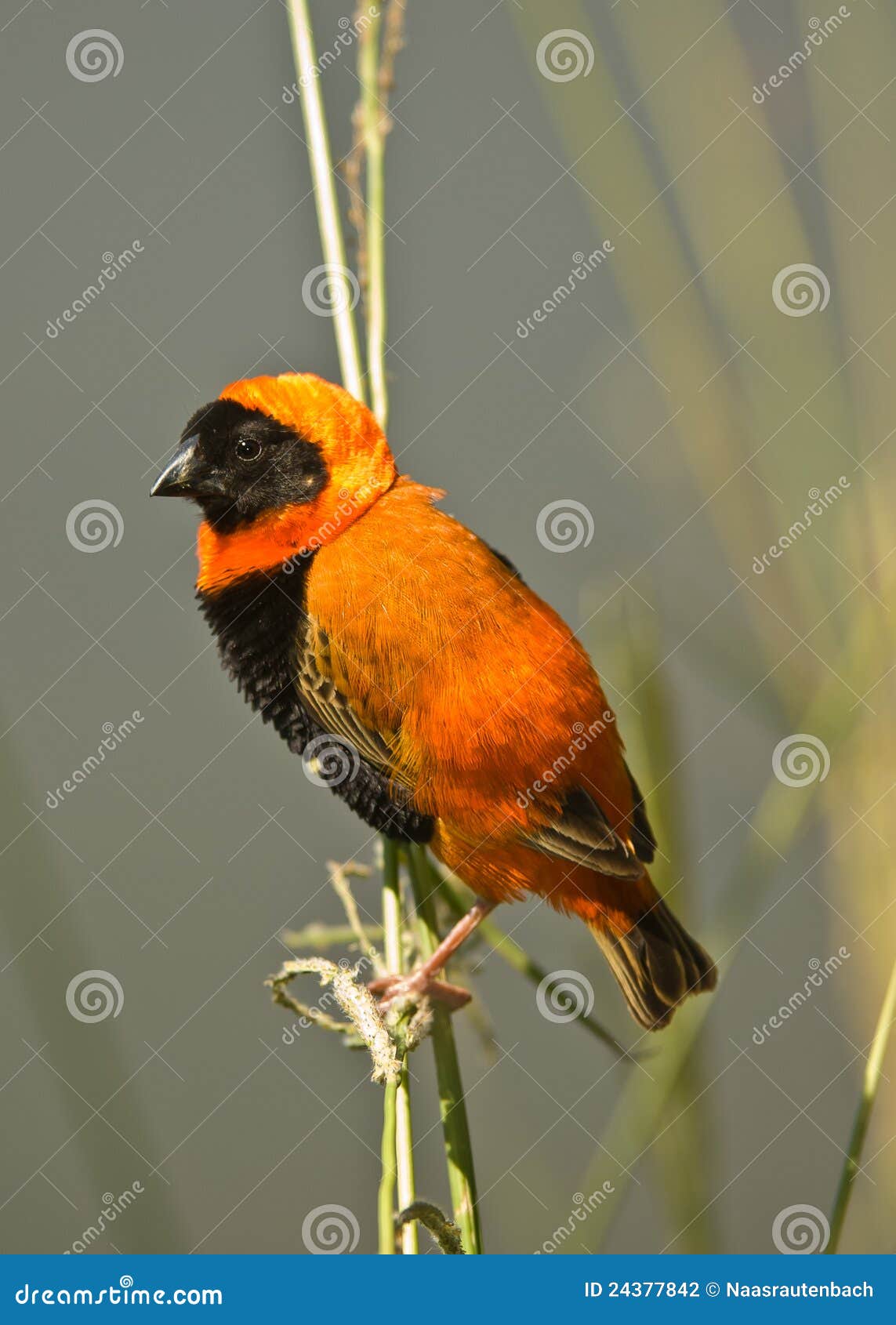 Red Bishop stock photo. Image of africa, orix, euplectes - 24377842