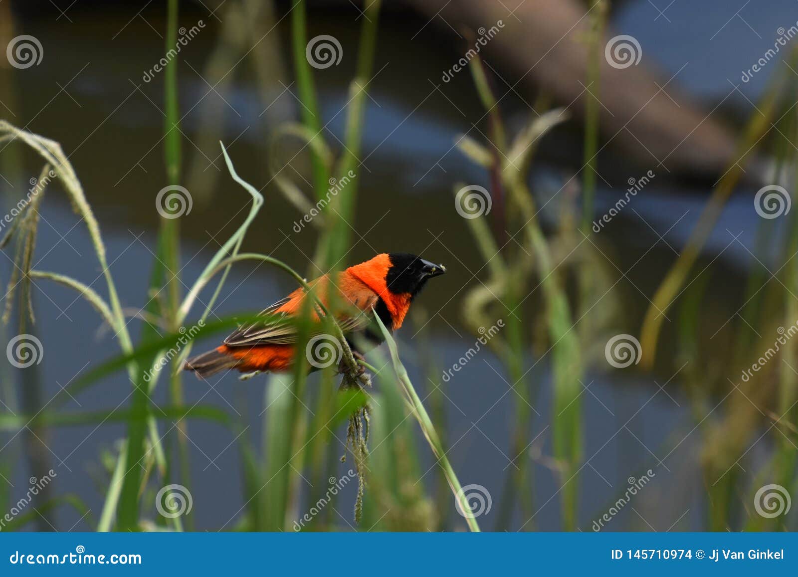 Red Bishop Bird on Grass with Seeds Stock Photo - Image of environment ...
