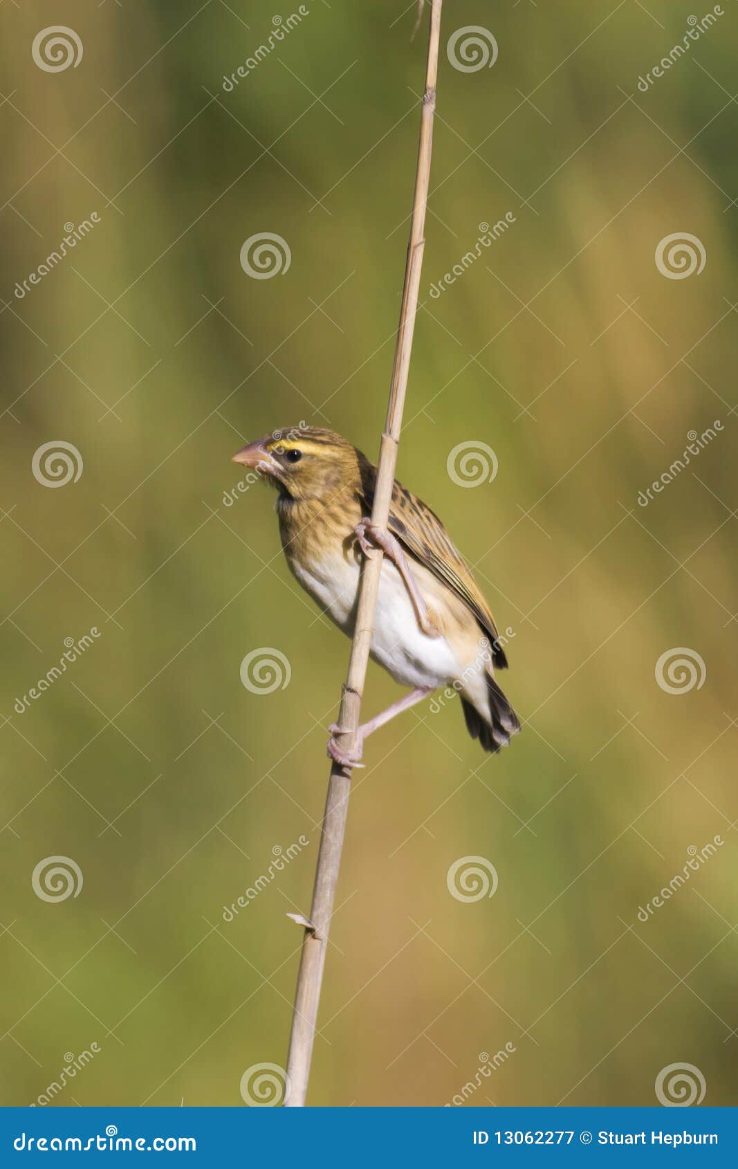 Red Bishop Female on a Reed Stock Image - Image of perched ...