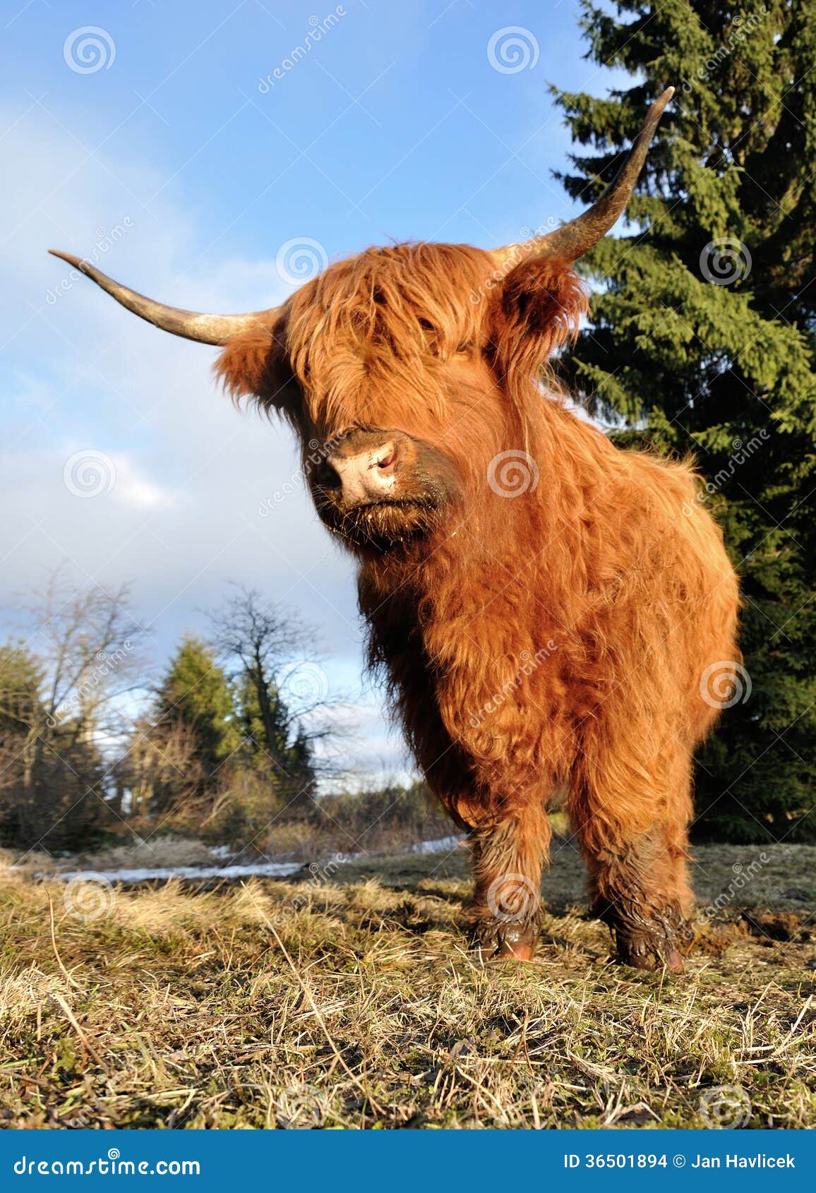 Red bison stock photo. Image of outdoor, natural, grass - 36501894