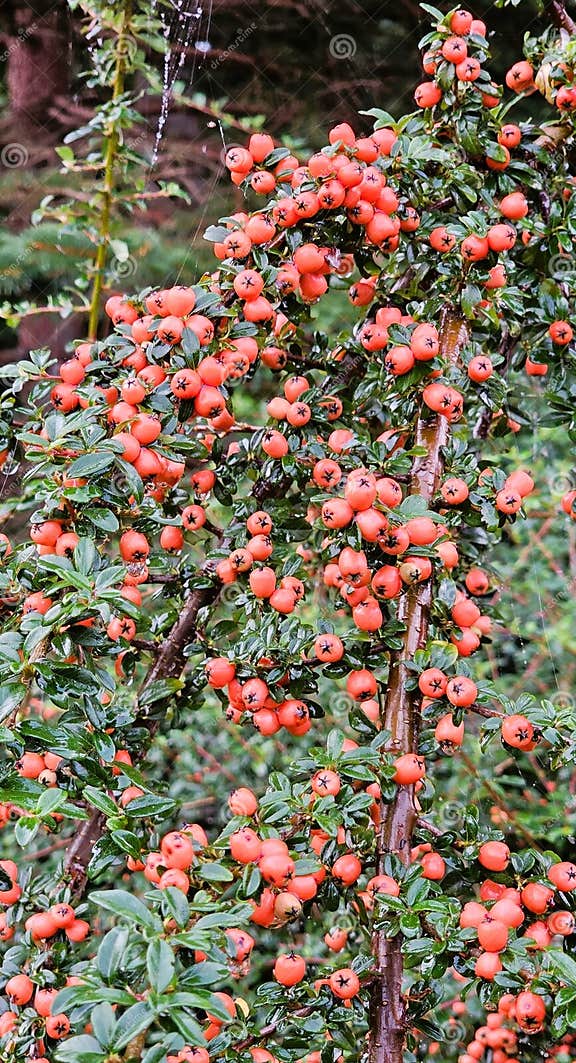 Red Bitter Berries on the Branches of a Shrub Stock Image - Image of ...