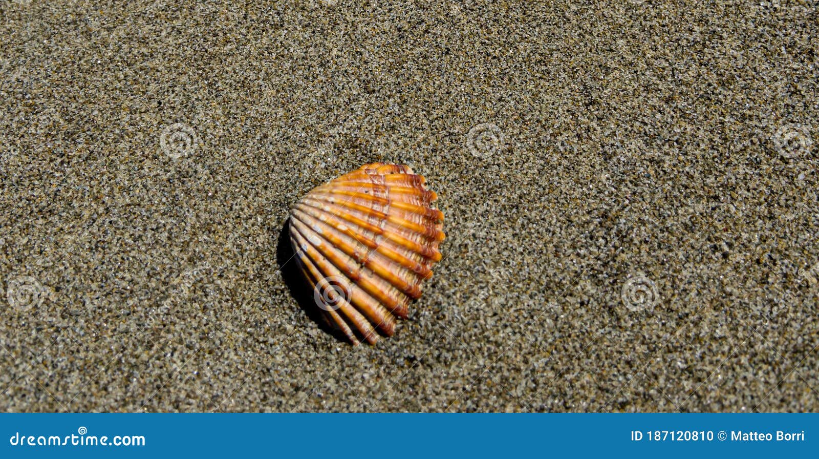 Red Bivalve Shell on the Sand Stock Photo - Image of bivalve ...