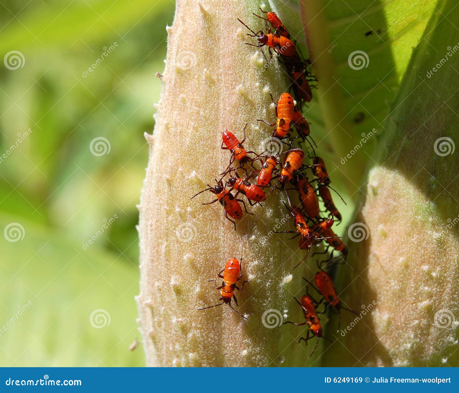 Red And Black Aphids