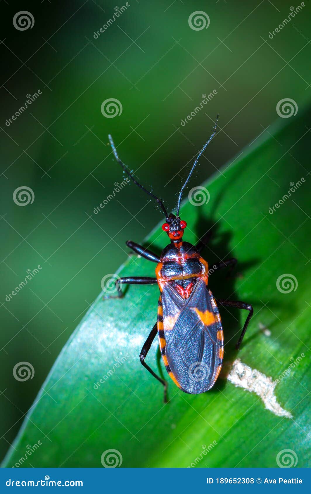 Red and Black Assassin Bug on a Leaf, Pietermaritzburg Stock Photo ...