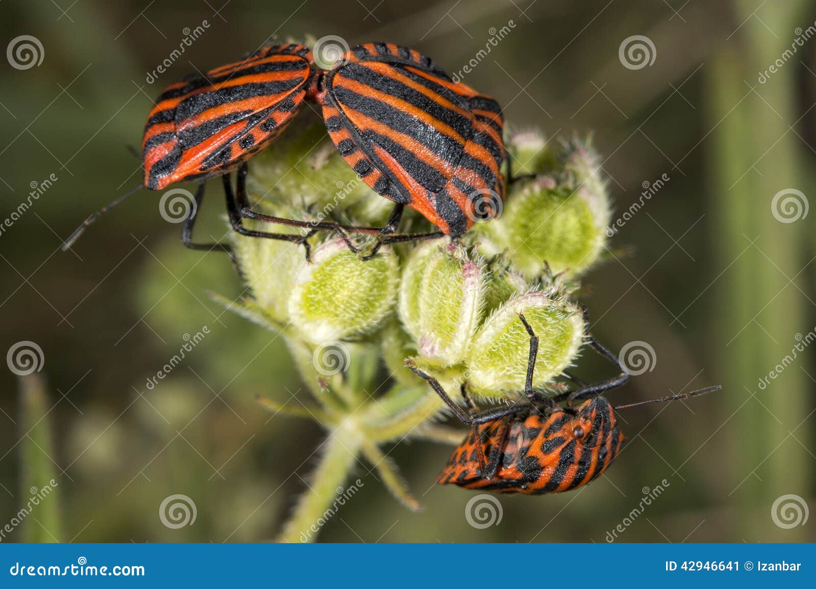 Red and Black Beatle Insects Stock Image - Image of natural, leaf: 42946641
