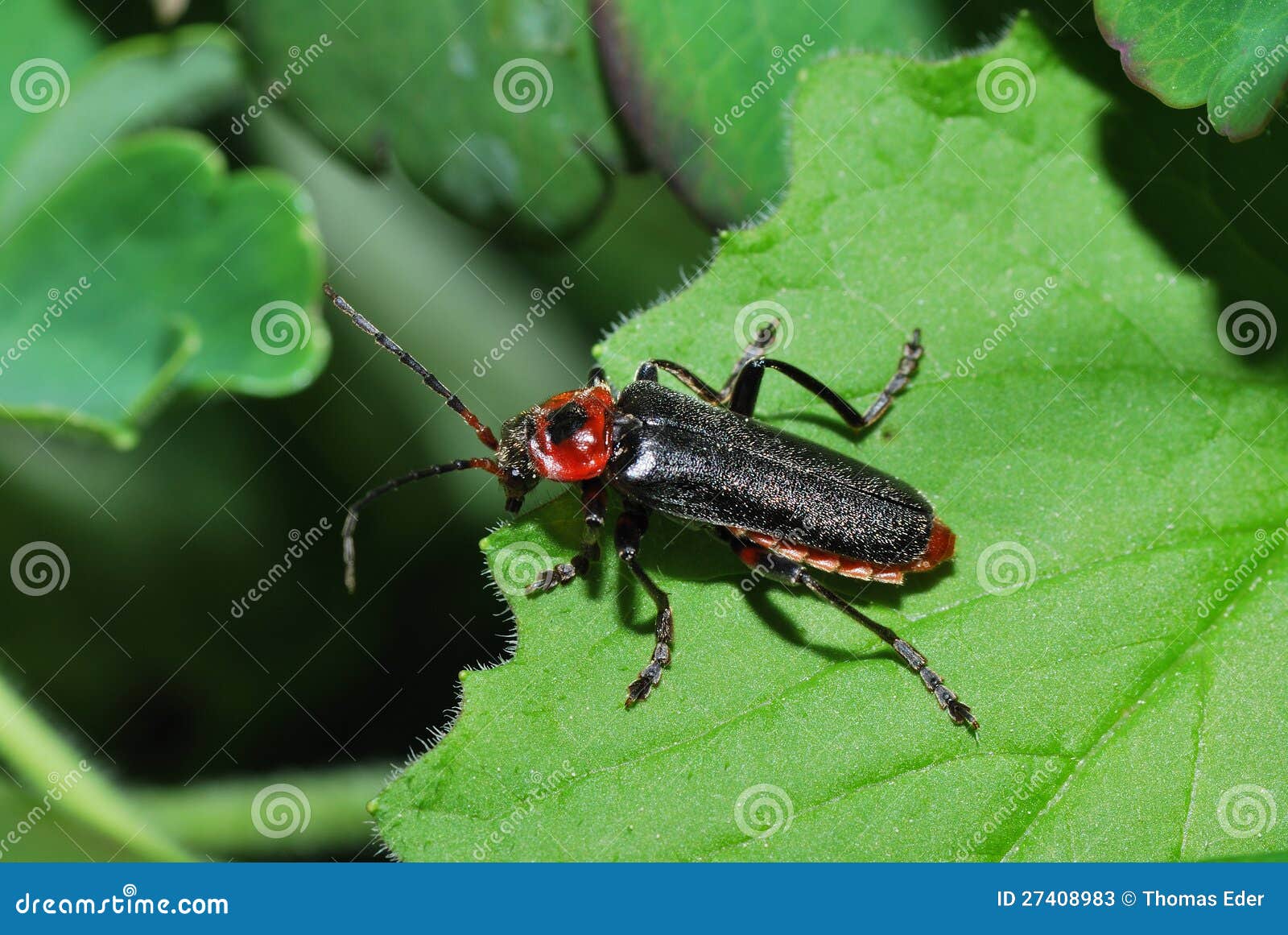 Red black beetle above stock image. Image of petal, color - 27408983