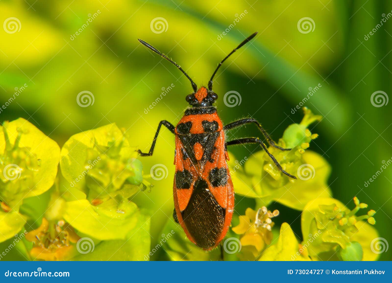 Red and black beetle stock image. Image of climbing, bright - 73024727