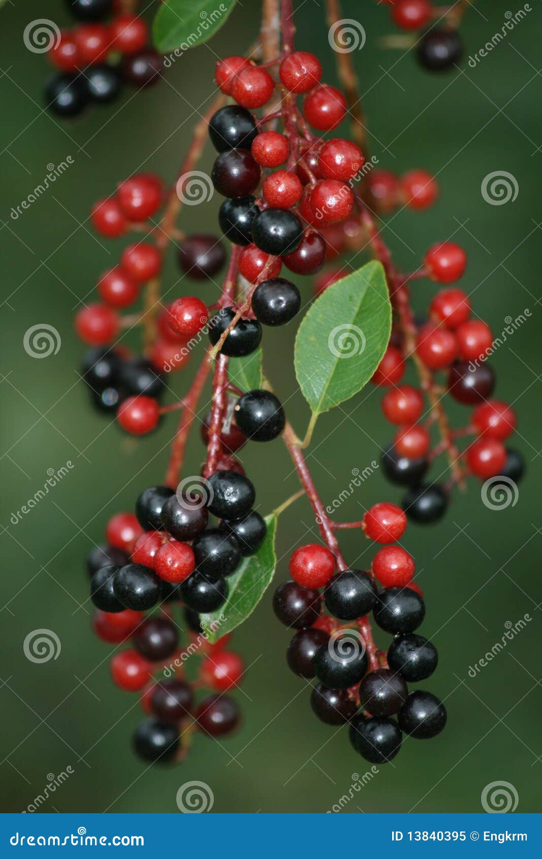Red and Black Berries stock image. Image of black, ripe - 13840395