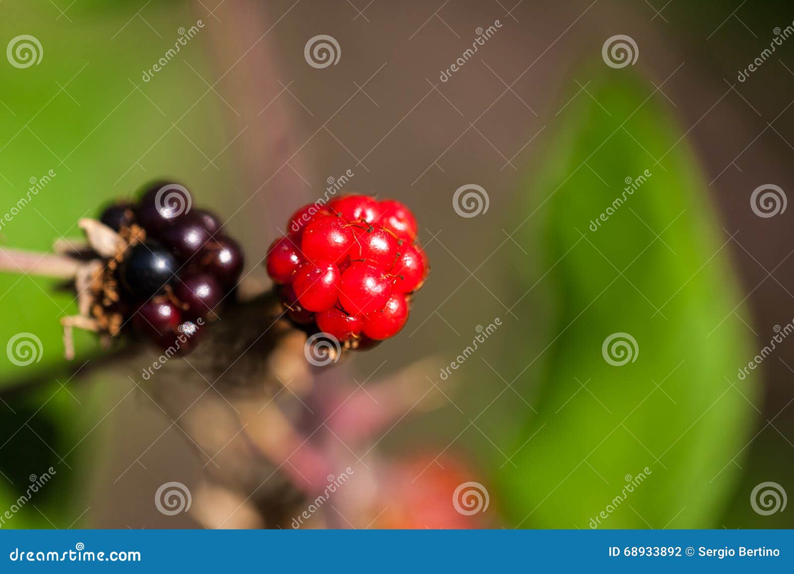 Red and black berries stock photo. Image of closeup, growing - 68933892