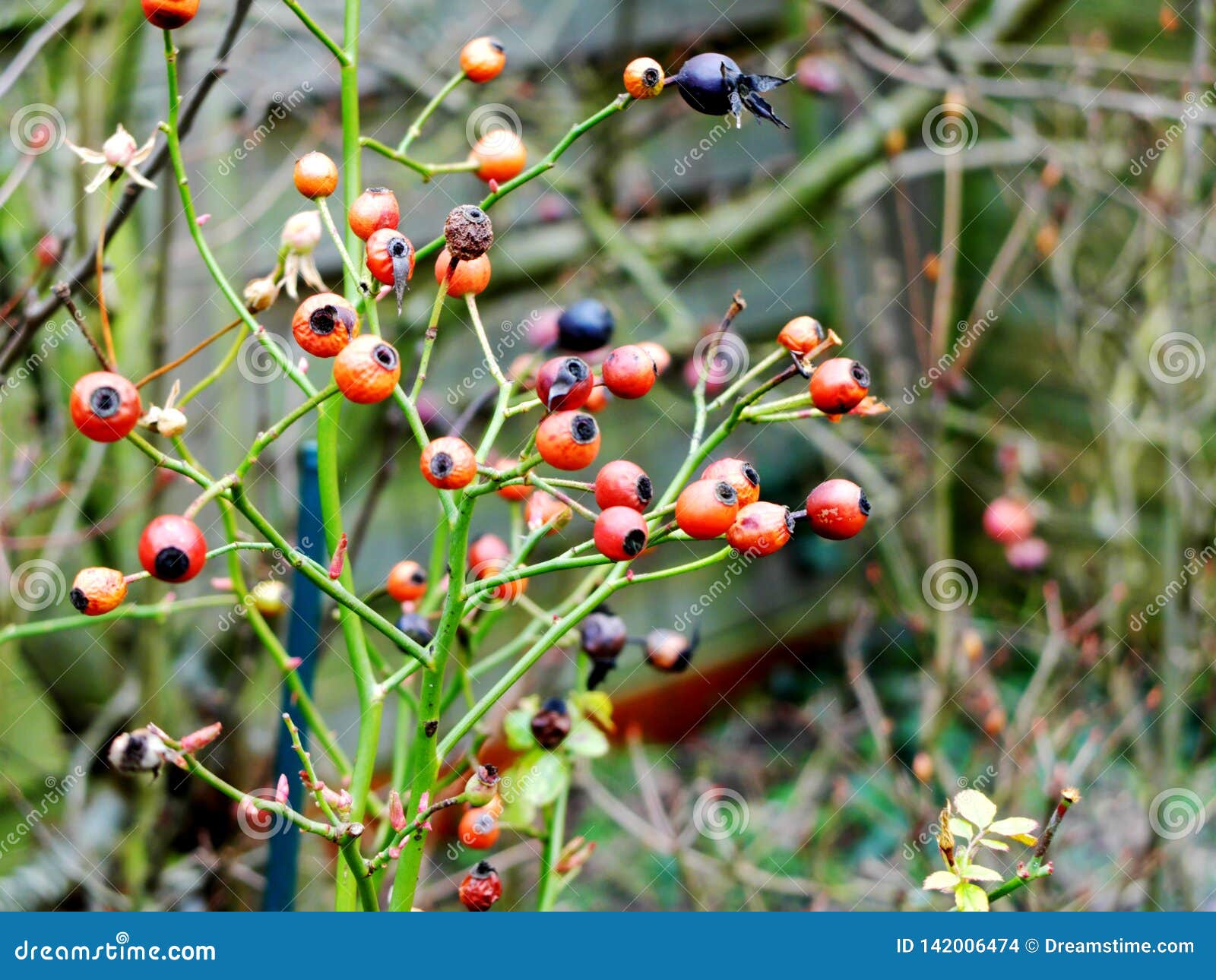 Red and Black Berries on the Tree Stock Photo - Image of fruit, cold ...