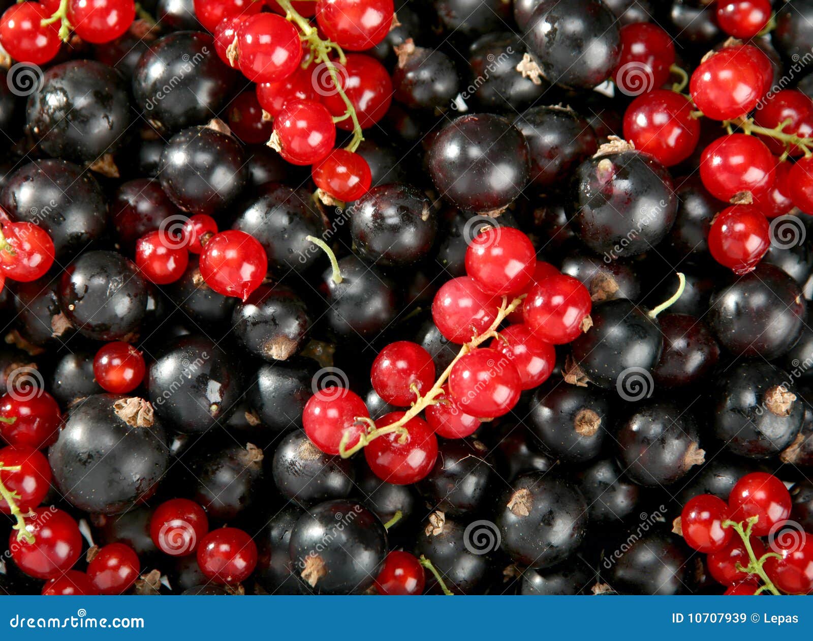 Red and Black Berry Currant Stock Image - Image of berry, fruit: 10707939