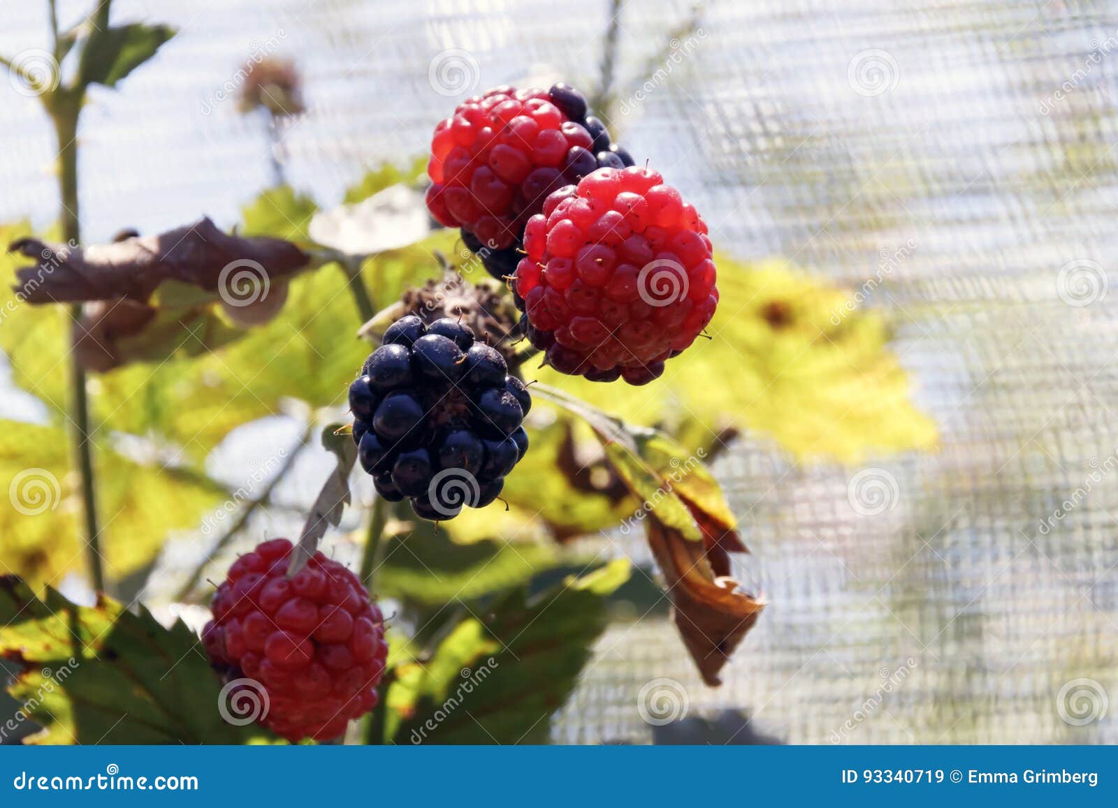 Red and Black Blackberry Berries Stock Image - Image of macro, nature ...
