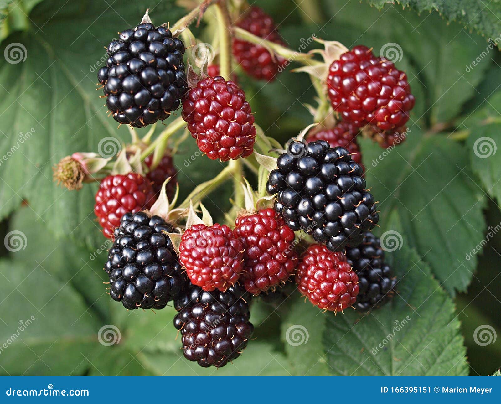 Red and Black Bramble Berries Outside Stock Image - Image of fruit ...
