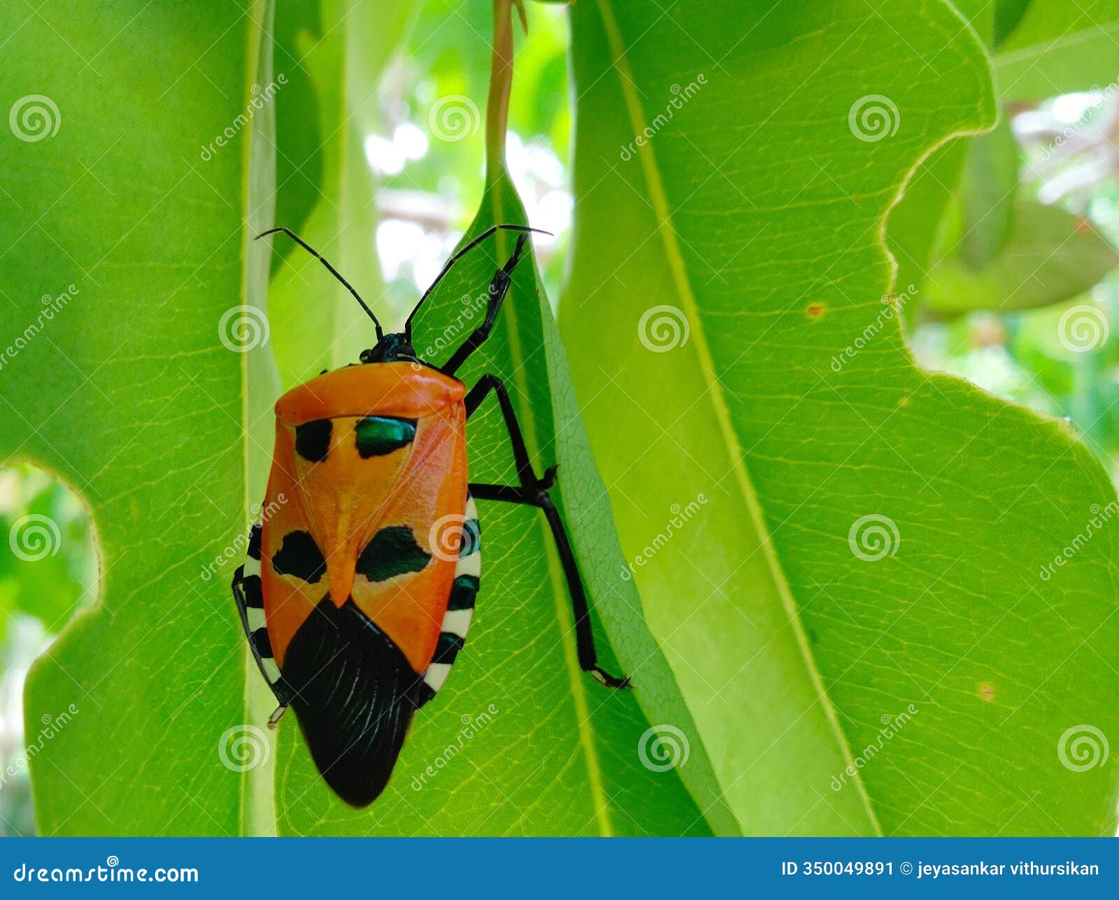 Ed and Black Color Bug in My Garden Stock Image - Image of insects ...