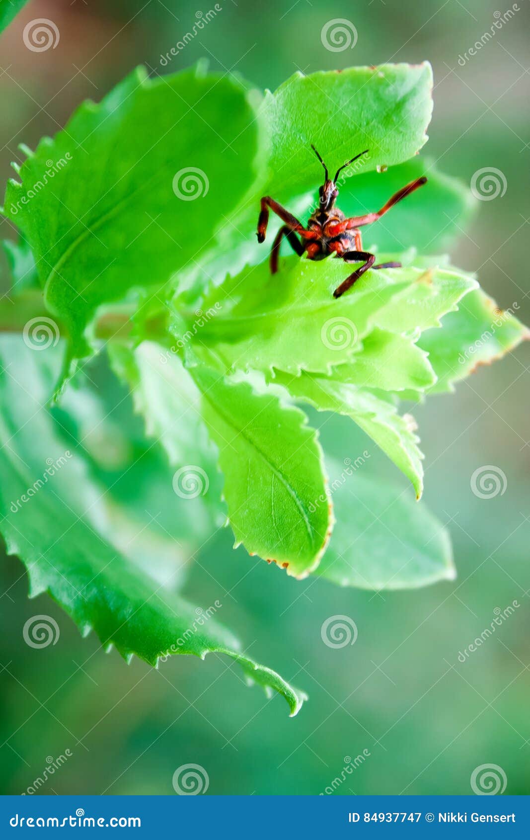 Red and Black Bug Waving Hello Stock Image - Image of nature, beetle ...