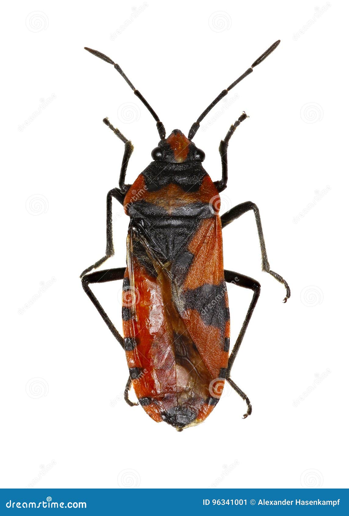 Red and Black Bug on White Background Stock Image - Image of hemiptera ...