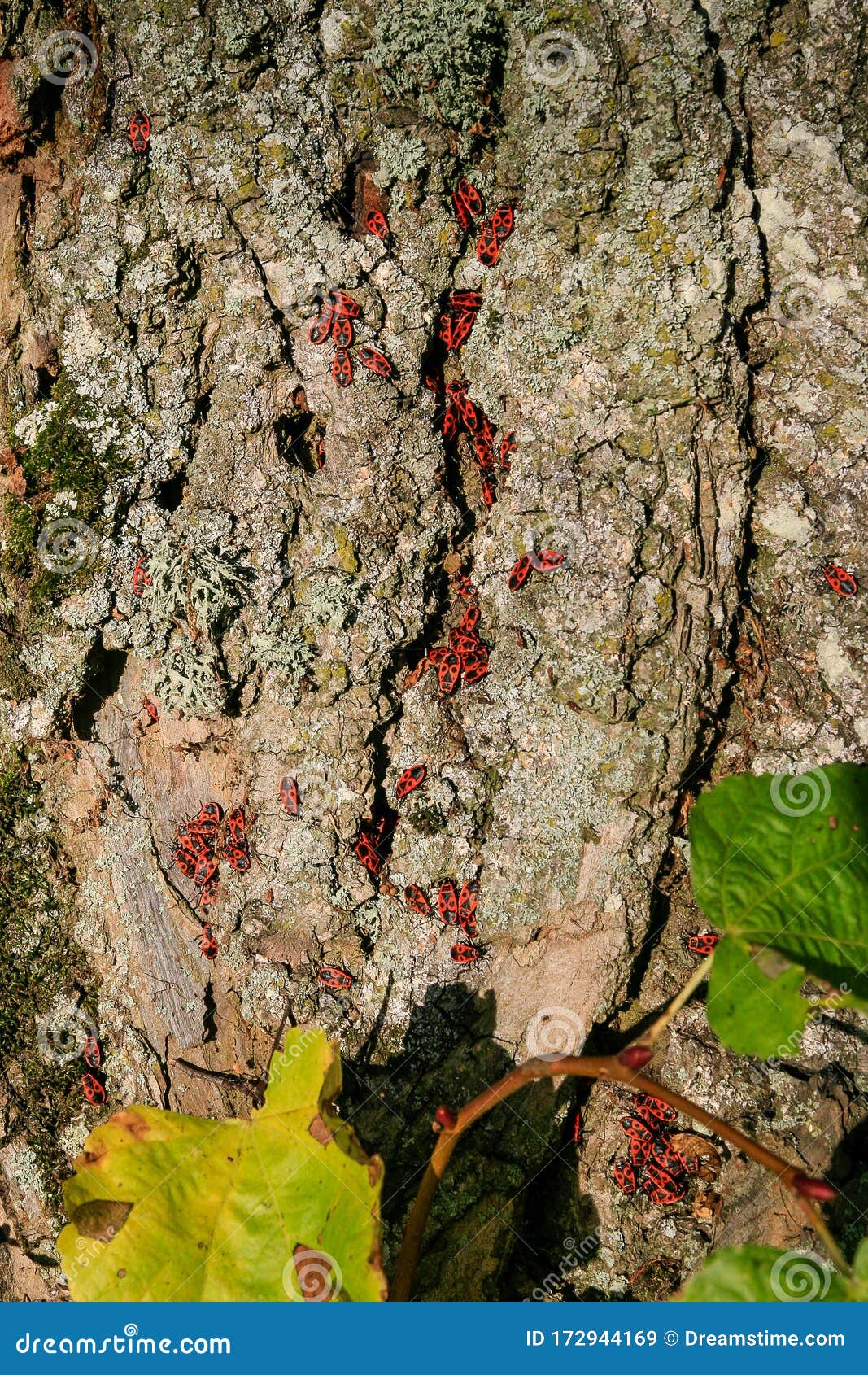 Red and Black Bugs on a Tree Bark Stock Image - Image of texture ...