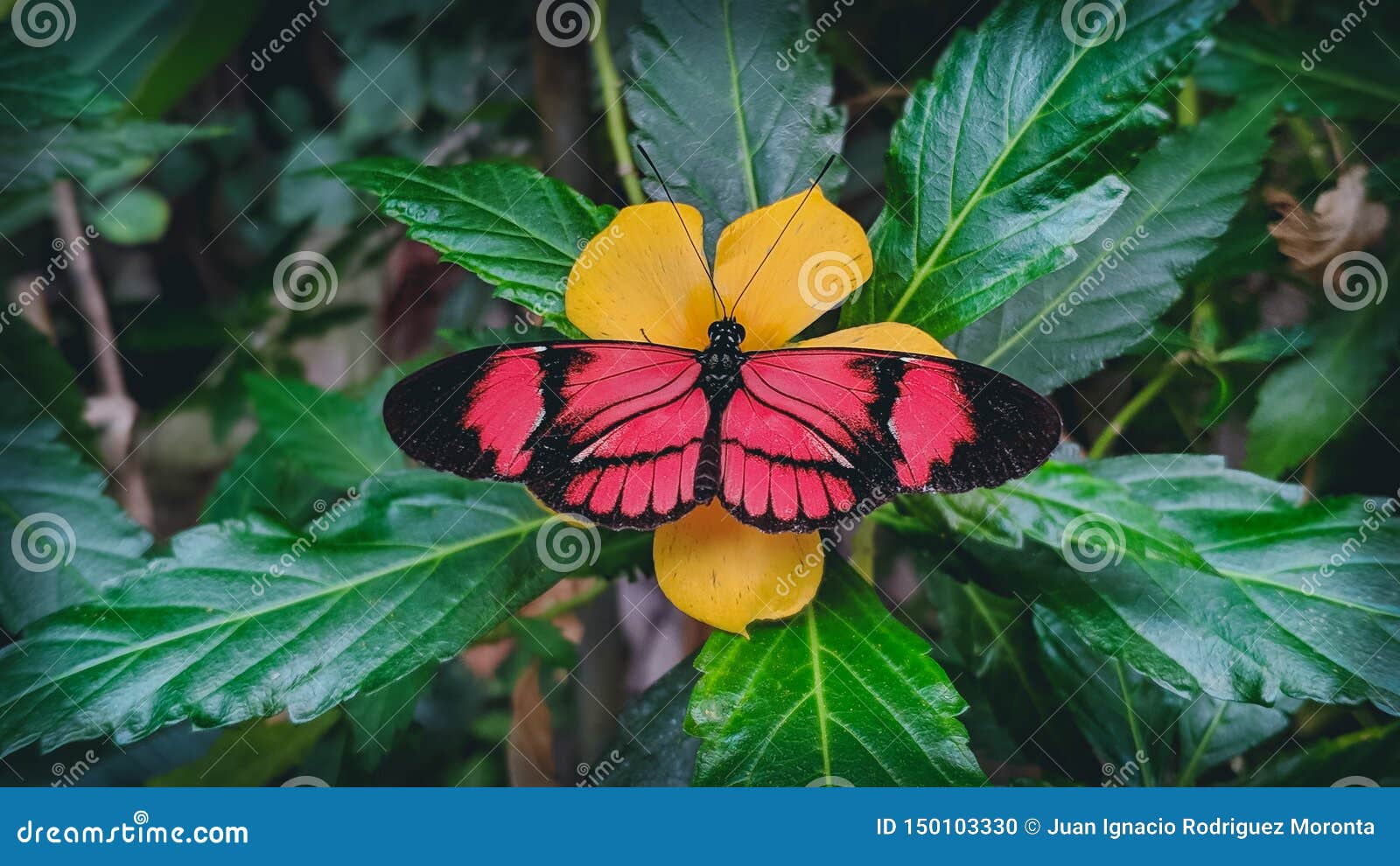 Red and Black Butterfly on Yellow Flower Stock Photo - Image of sitting ...