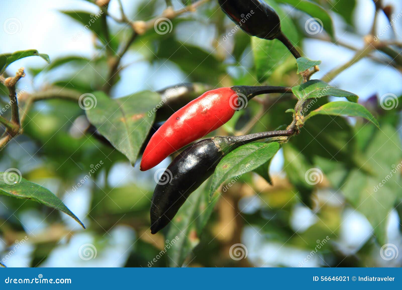 Red & Black Chilli Pepper. Stock Image - Image of farm, colour: 56646021