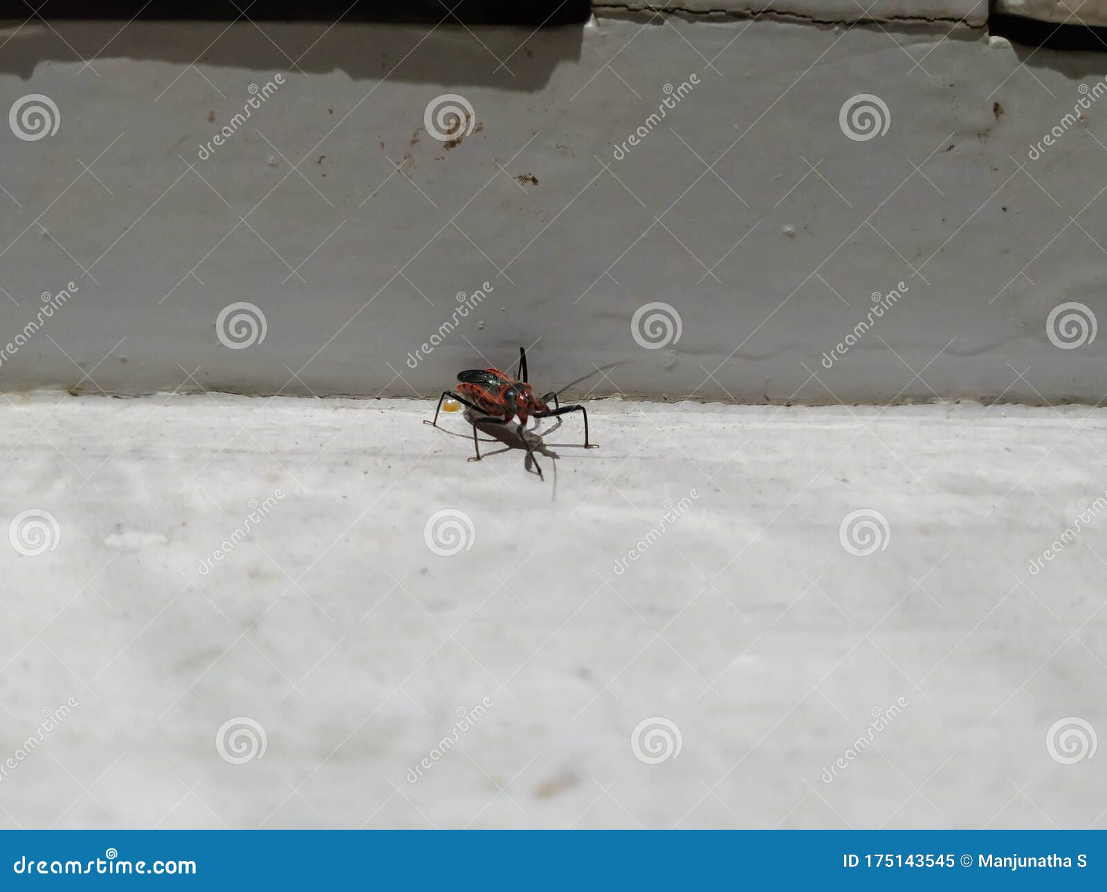 Red and Black Color Bug on a White Background. Red Cotton Stainer, Red ...