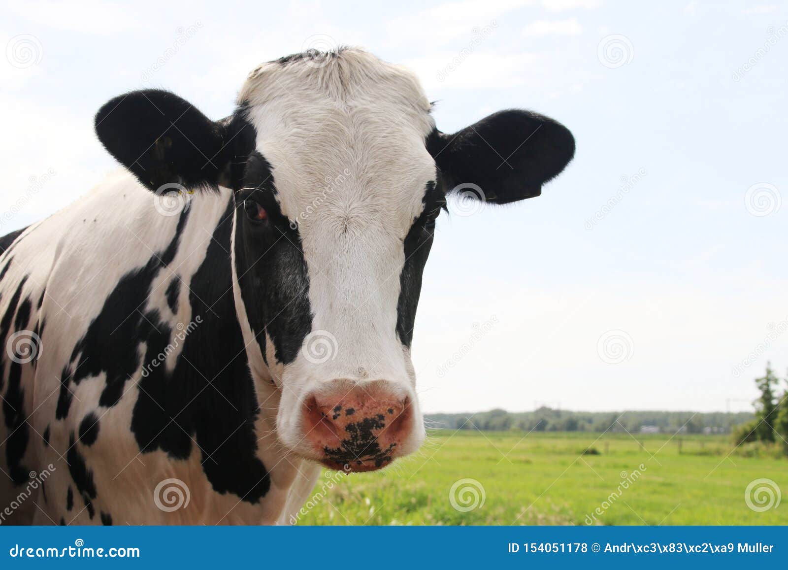 Red and Black Cows Curiously on the Meadows in Moordrecht, the ...